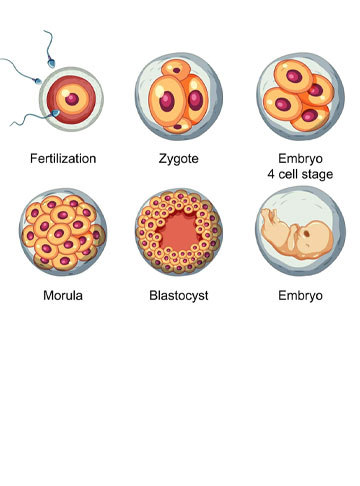 What is Blastocyst Culture in IVF | Advantages of Blastocyst Culture