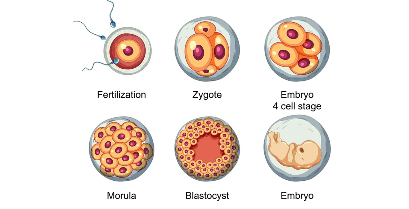 IVF Success Rates by Age and Number of Embryos